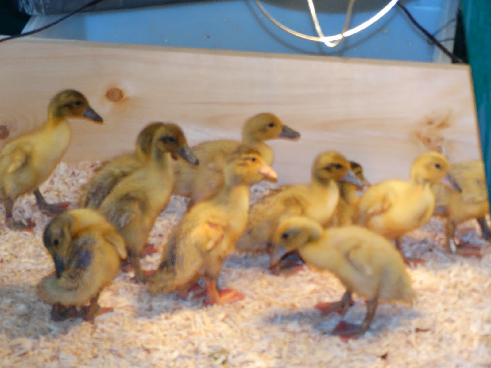 NOMADIC CHEF: Raising Welsh Harlequin Ducklings - Week Two