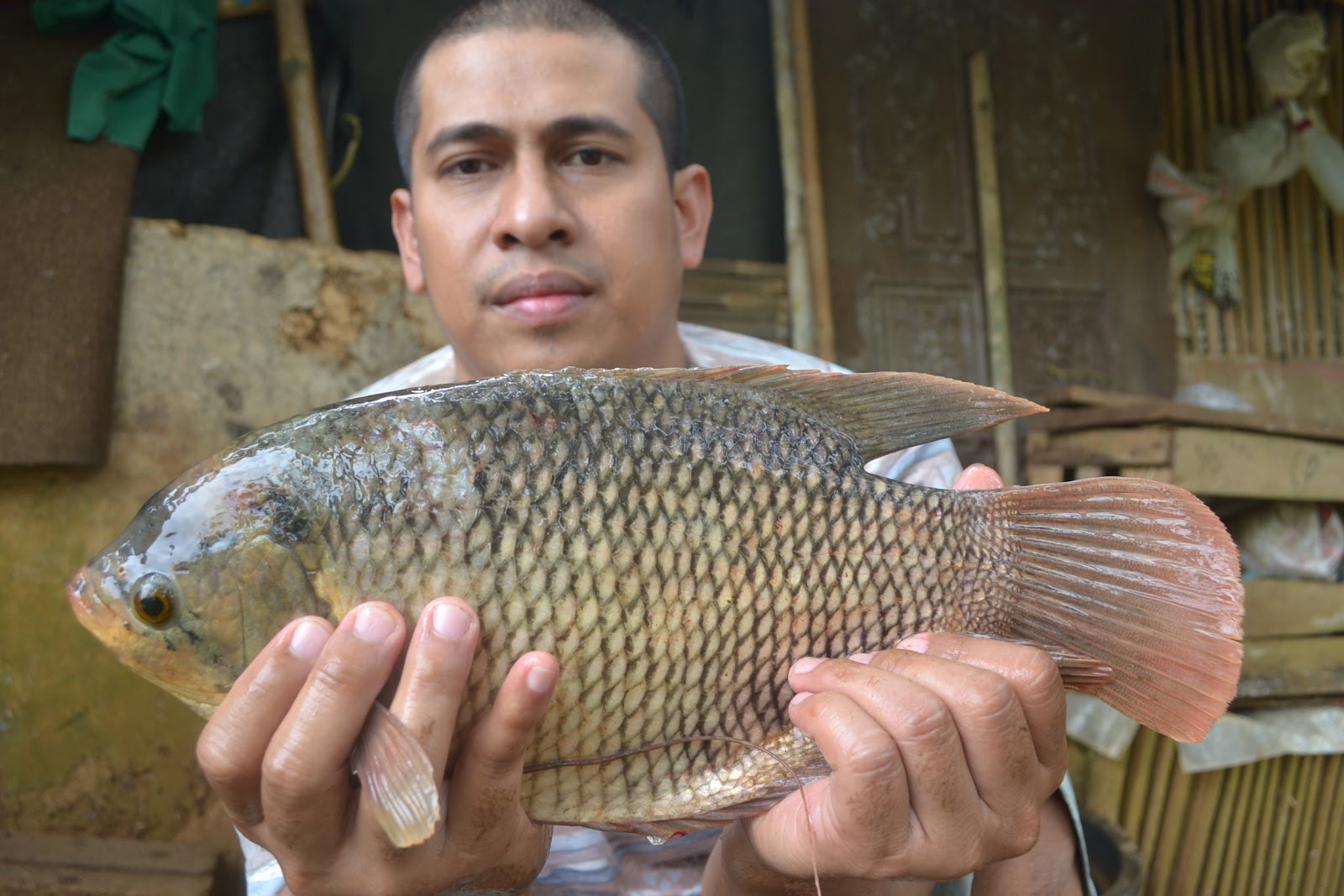 GURAME BIANG: JUAL IKAN GURAME