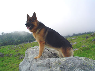 Mundo de perros: La Raza Pastor Aleman