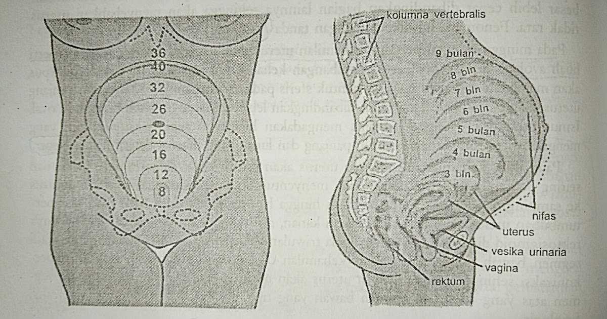 Perubahan Anatomi & Fisiologi Pada Wanita Hamil | PERAWATAN KESEHATAN