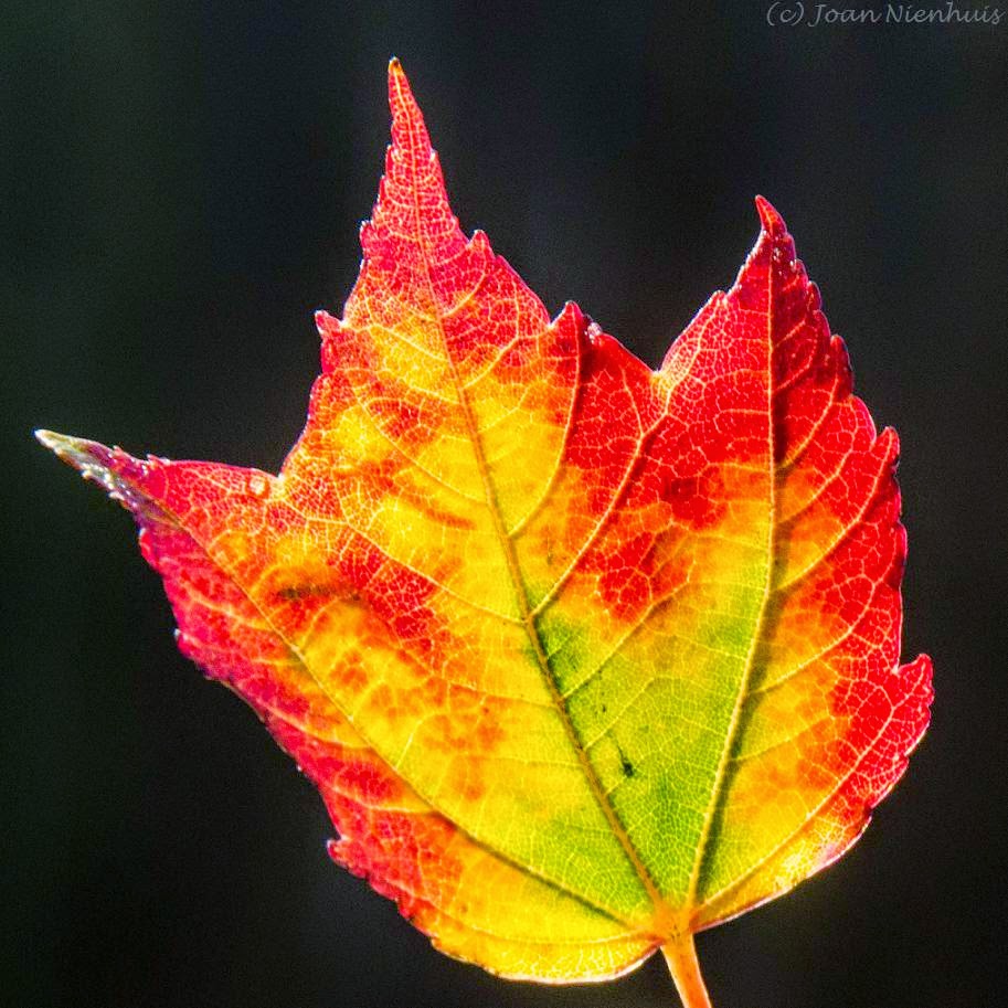 Pacific Northwest Photography: Autumn Leaves