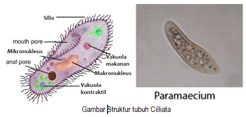 Klasifikasi Protista: Protozoa - BELAJAR BIOLOGI