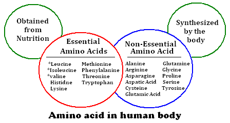 AMINO ACID SUPPLEMENT ARTICLE SERIES Part One: Basic Science of amino ...