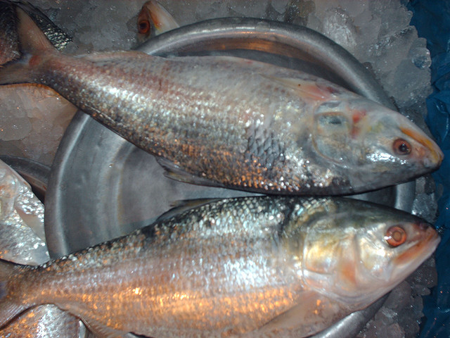 National fish of Bangladesh
