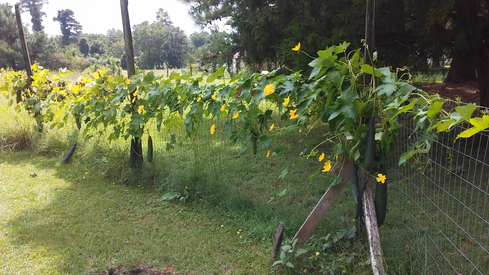 Red Robin Farm: Loofahs and Chickens