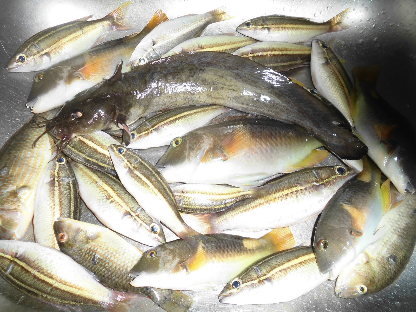 Cara Mancing Ikan di Tepi Laut daerah Batam - Indonesia ~ Yasnil Ilyas ...