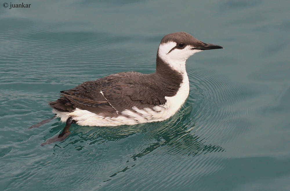 Miradas Cantábricas: El año del Arao
