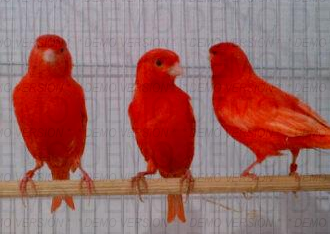 Kenari Merah Red Intensive ~ Tamsis Canary Farm
