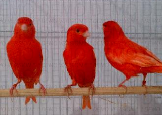 Kenari Merah Red Intensive ~ Tamsis Canary Farm