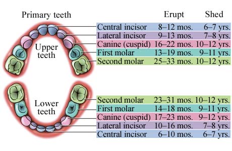 chronology of permanent and deciduous teeth