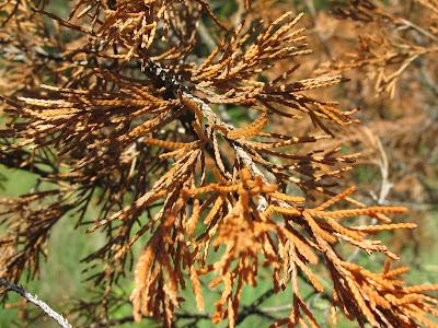 Blue Jay Barrens: Dead Cedars