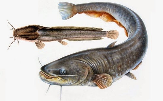 Ikan - ikan Endemik Jawa Asli Yang Terancam Punah