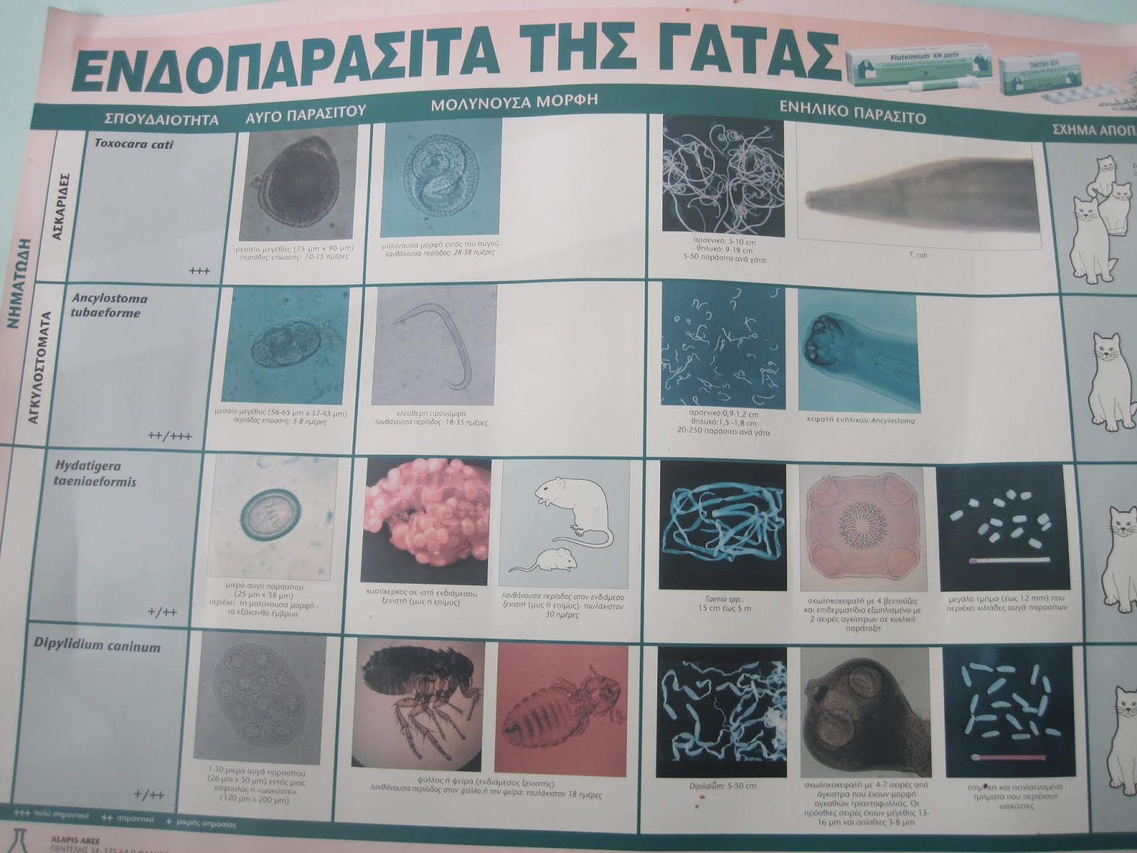 ΑΠΟΠΑΡΑΣΙΤΩΣΗ ΕΝΔΟΠΑΡΑΣΙΤΩΝ ΣΤΟΝ ΣΚΥΛΟ ΚΑΙ ΣΤΗΝ ΓΑΤΑ - ΙΑΤΡΕΙΟ ΜΙΚΡΩΝ ...