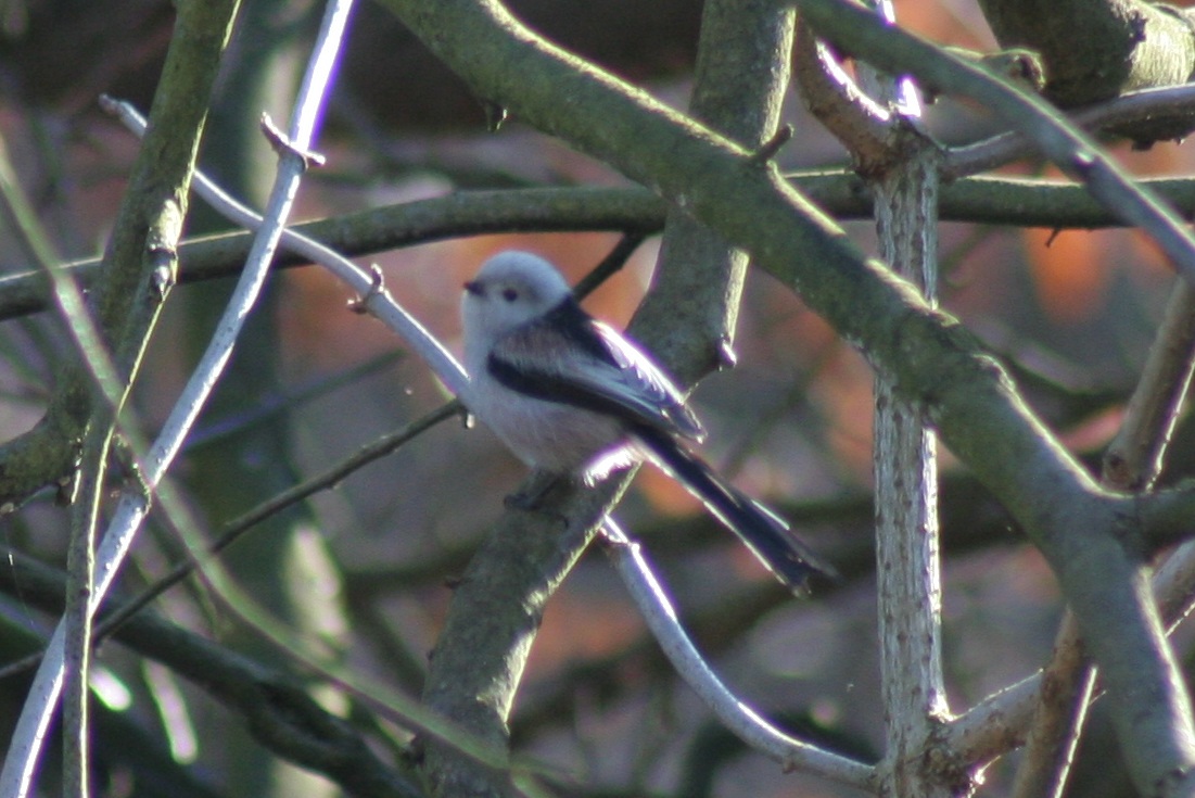 Las Mira: Raniuszek, mały ptak o wielkim sercu.