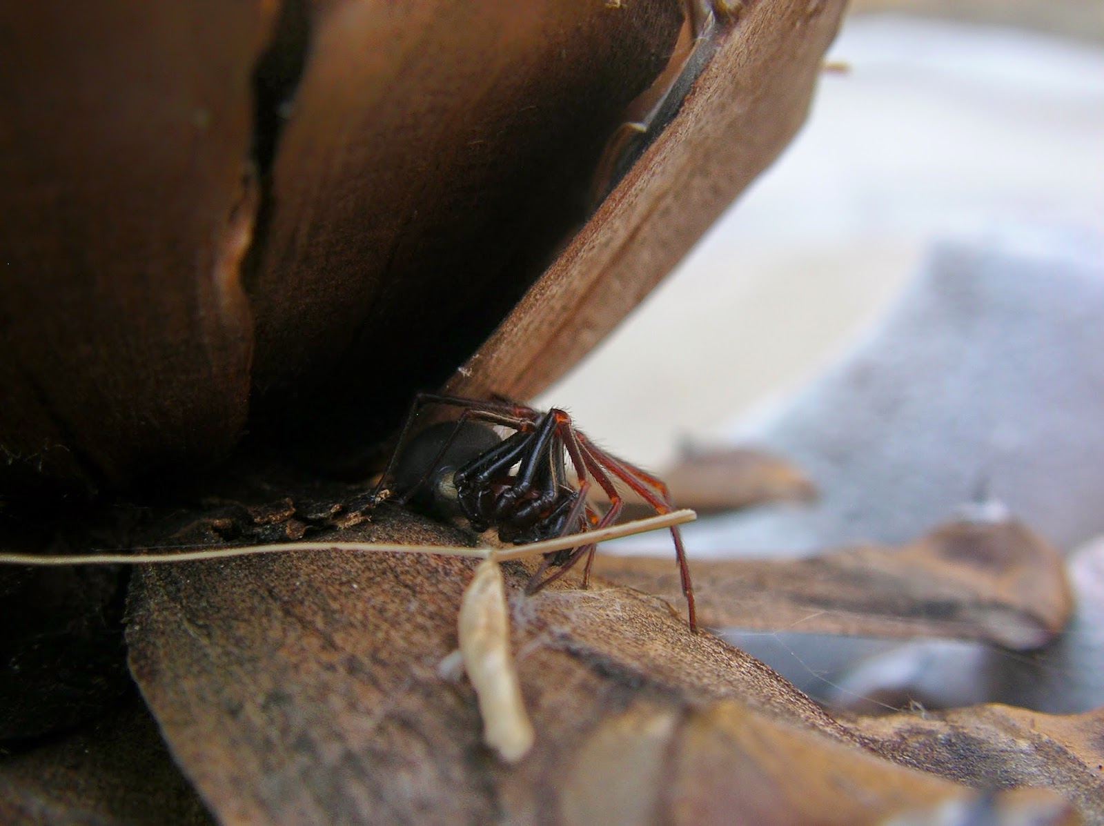 Adventures Of A Pine Cone Spider Collector: 10-Sept-2014 Columbia ...