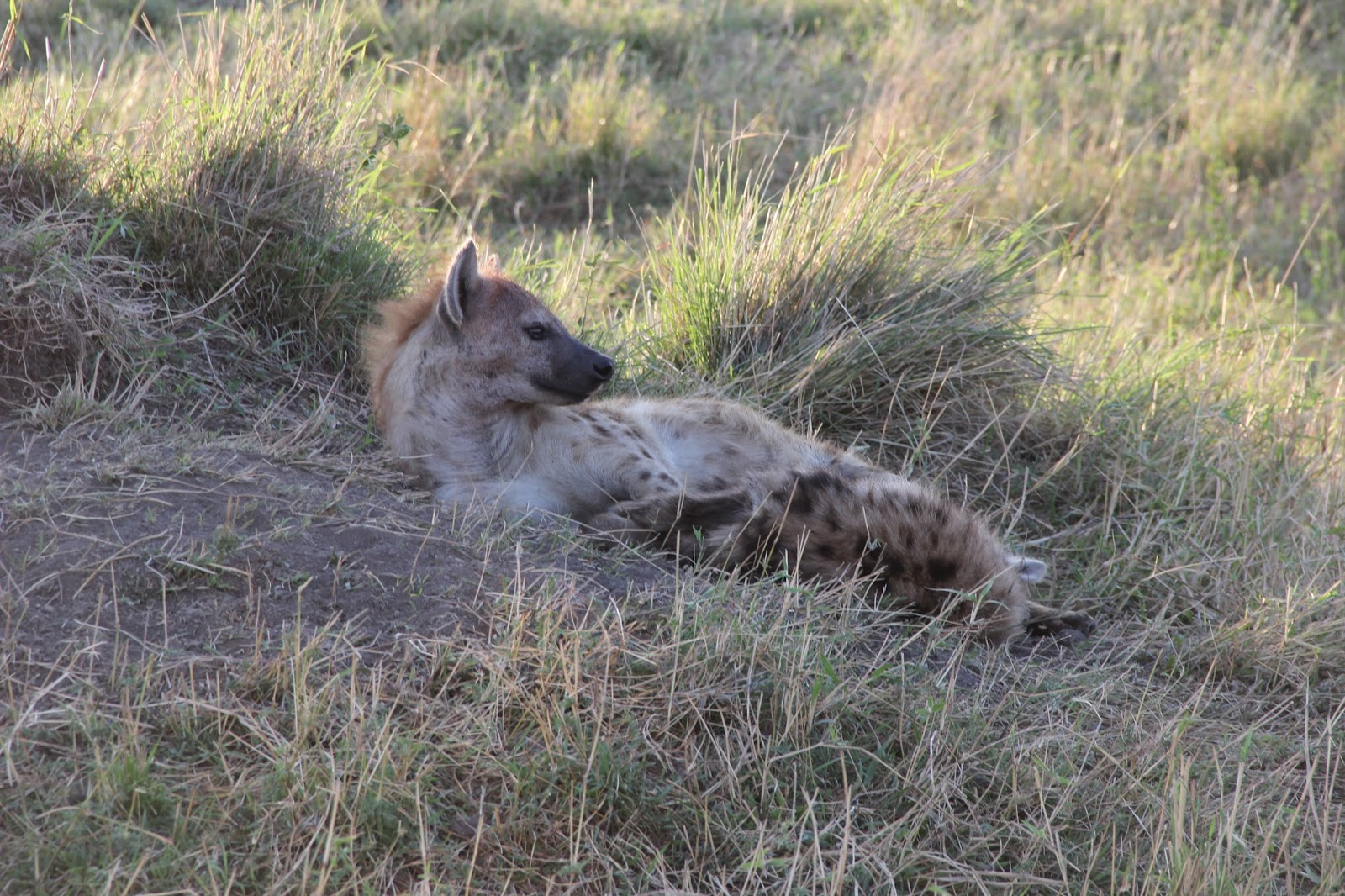 Notes From Kenya: MSU Hyena Research: The Serena Matriarchs