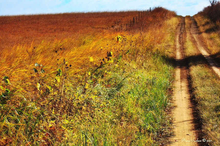 Critter Sitter's Blog: Wichita, Kansas Fall Foliage - Photos