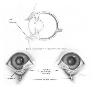 Teknik Operasi Entropion Dan Ectropion pada Hewan (Bedah Mata ...
