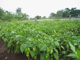 Rural Research and Development Nagaland