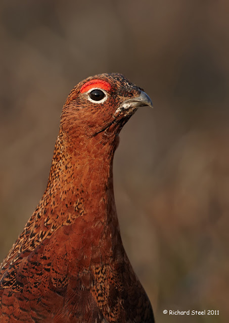 Birding Is Fun!: Calls from the Hills - The Red Grouse