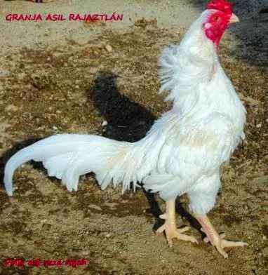 VARIEDAD DEl GALLO de pelea ASIL con de diferentes tamaños y colores y ...
