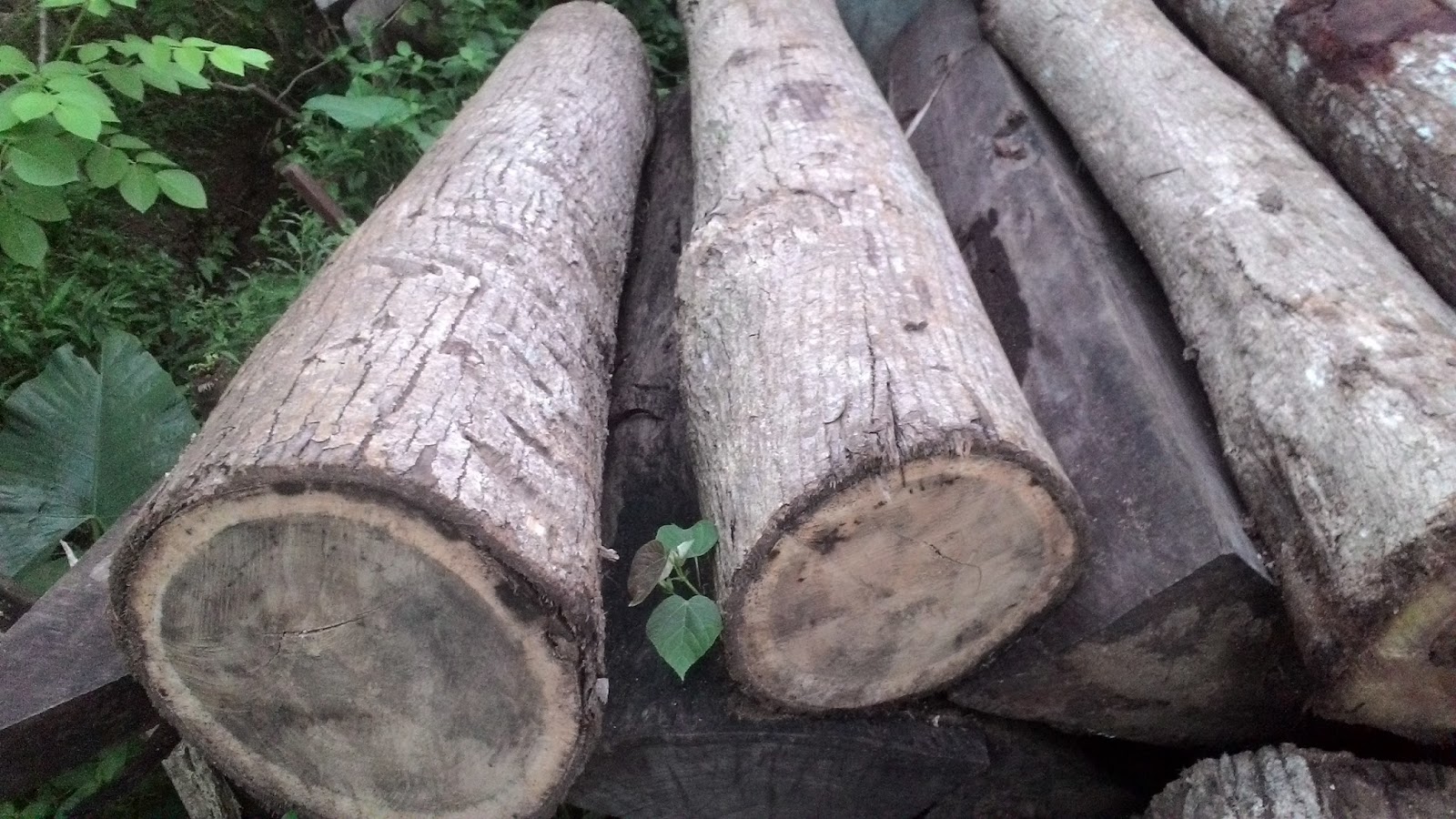 Legenda kayu Waru - DUTA RIMBA INDONESIA