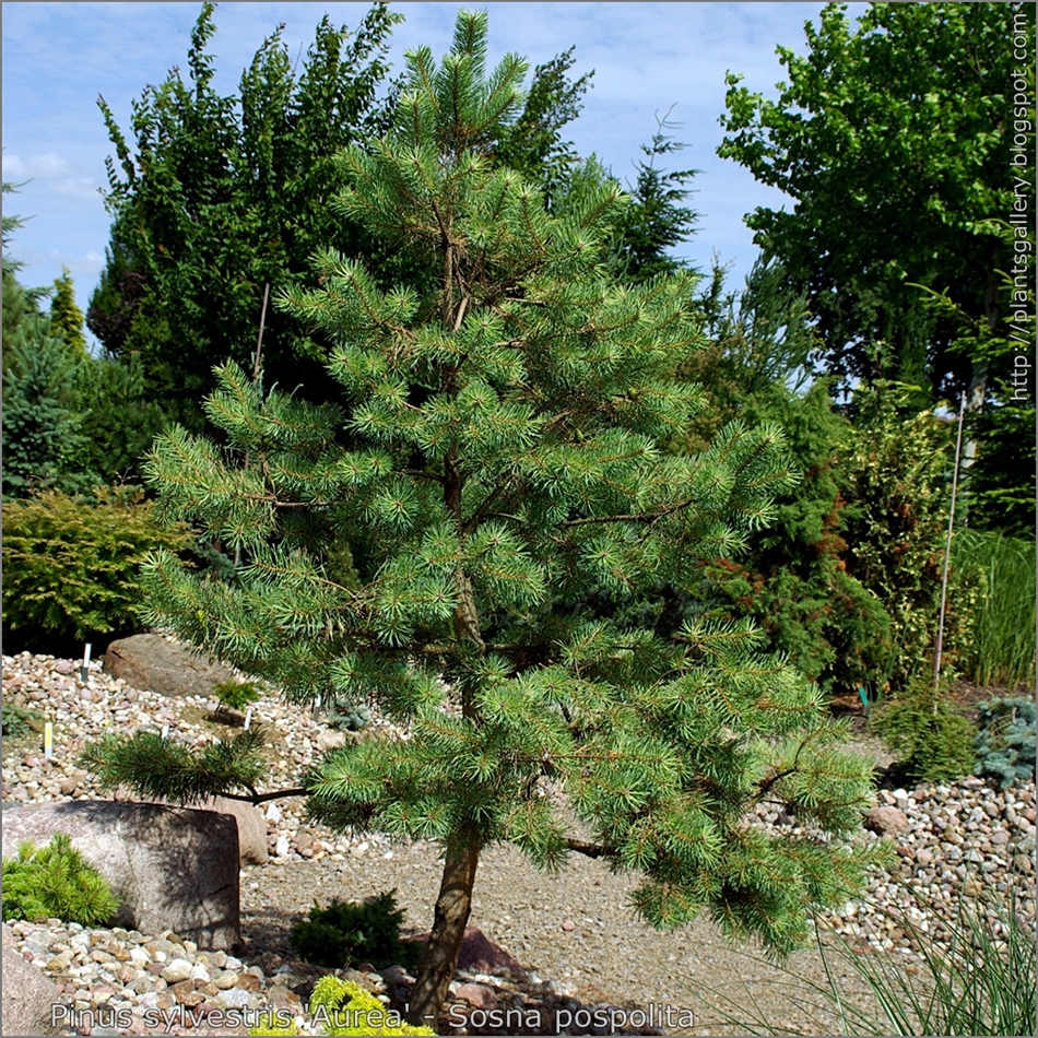 Plant Gallery - Encyklopedia Roślin: Pinus sylvestris 'Aurea' - Sosna ...