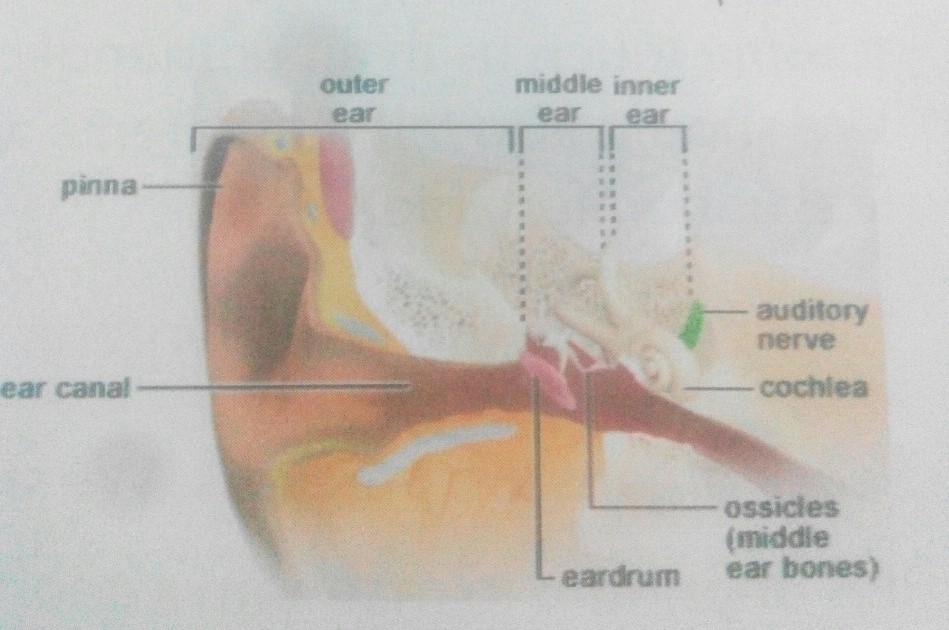 EDUCATION IN DAILY LIFE: Our sense Organs