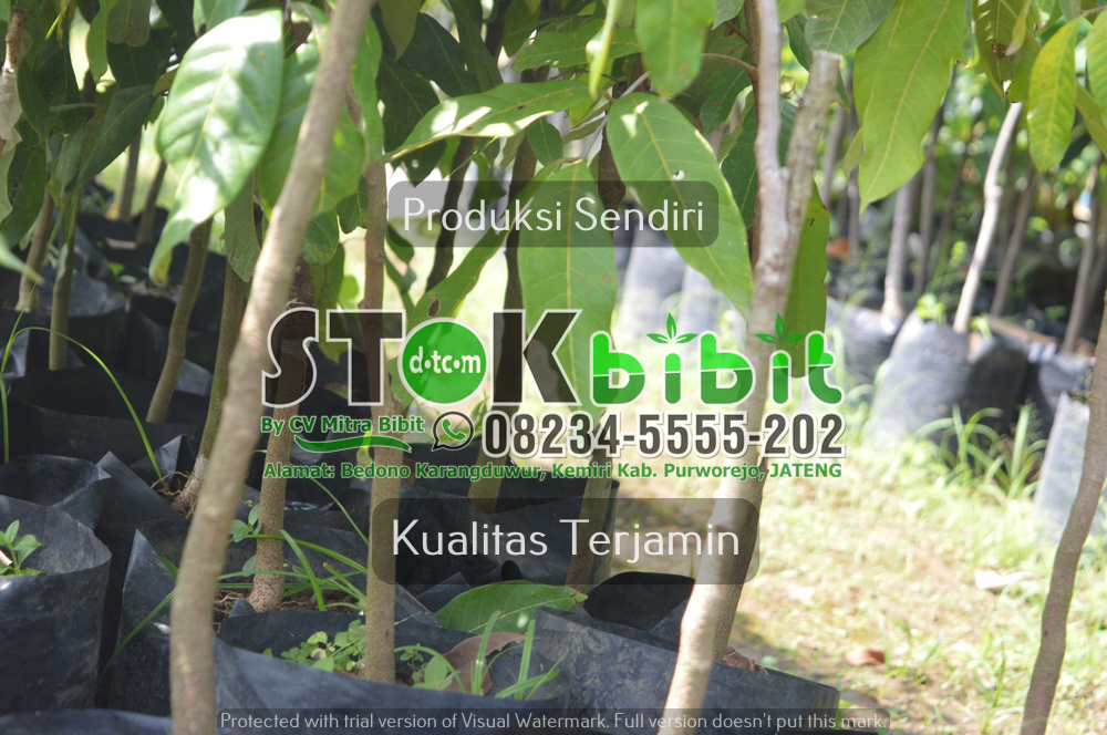 Gaharu budidaya tanaman gaharu - bibit mangga alpukat jogja