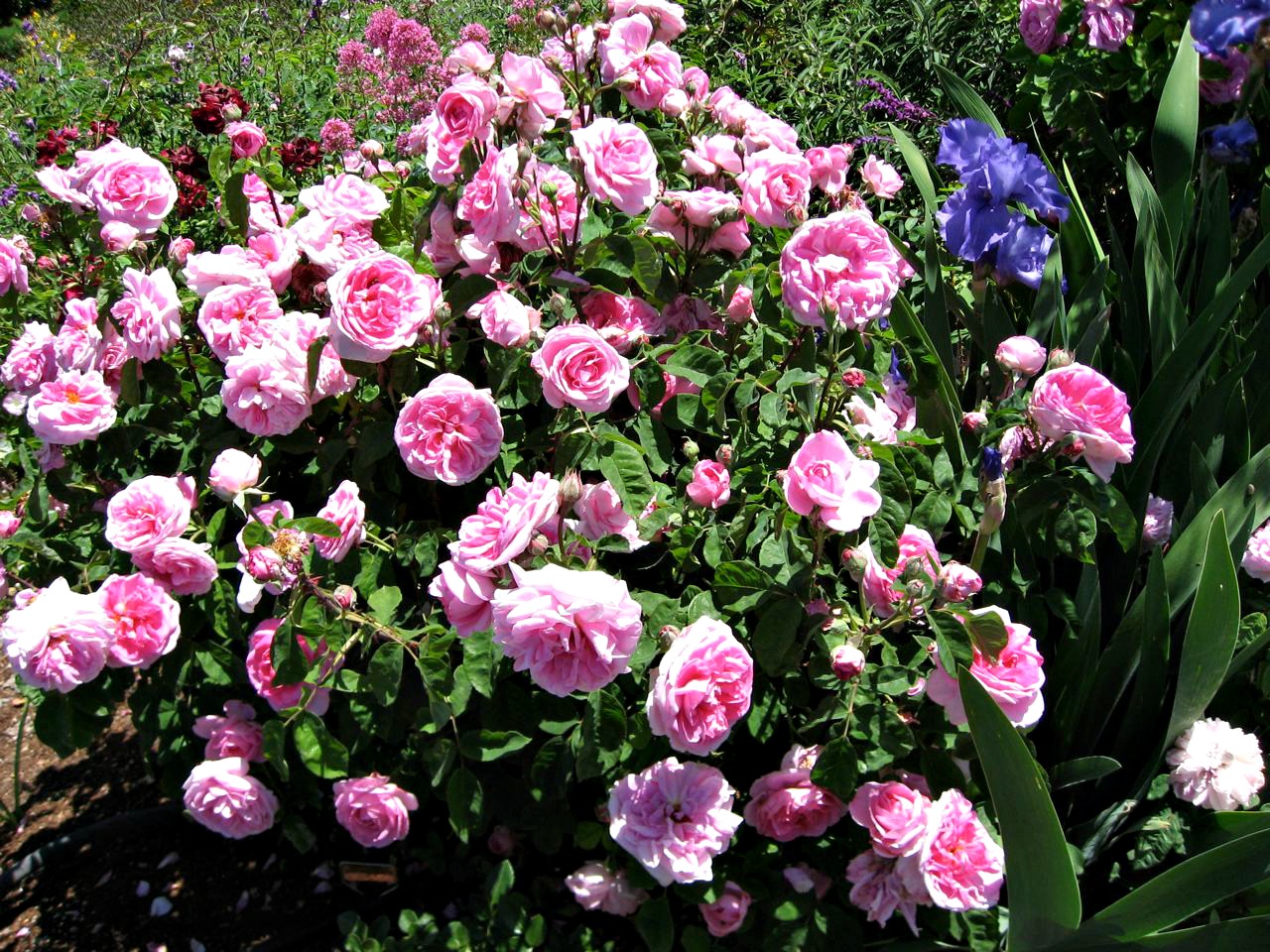 GardenLife Blog: What's Growing In Our Gardens?