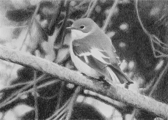 Bird and Wildlife Illustration: Artist in Focus: REN HATHWAY