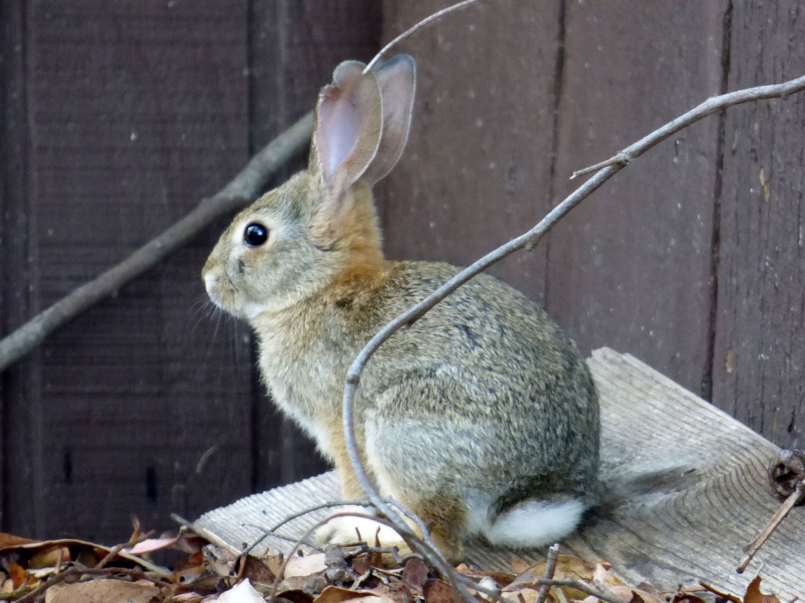 The Malibu Post: Tending the Garden