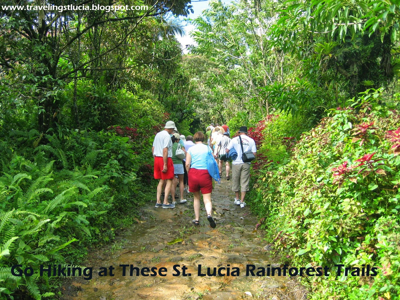 Go Hiking at These St. Lucia Rainforest Trails | Traveling in St. Lucia