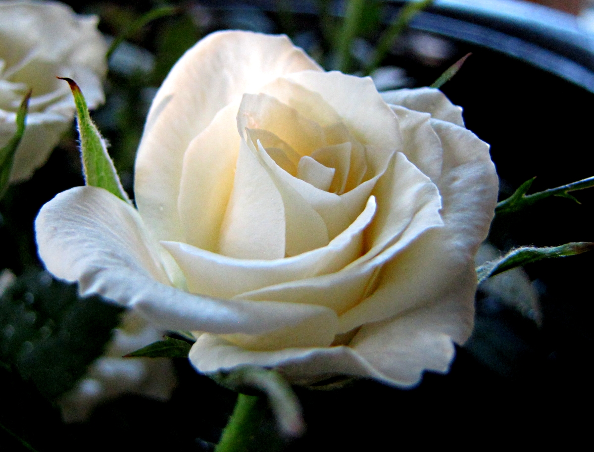 Tulsa Gentleman: Macro Monday - Little White Rose