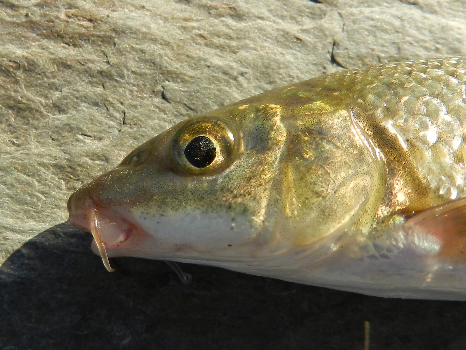 Recursos medioambientales: Barbo común (Barbus bocagei)