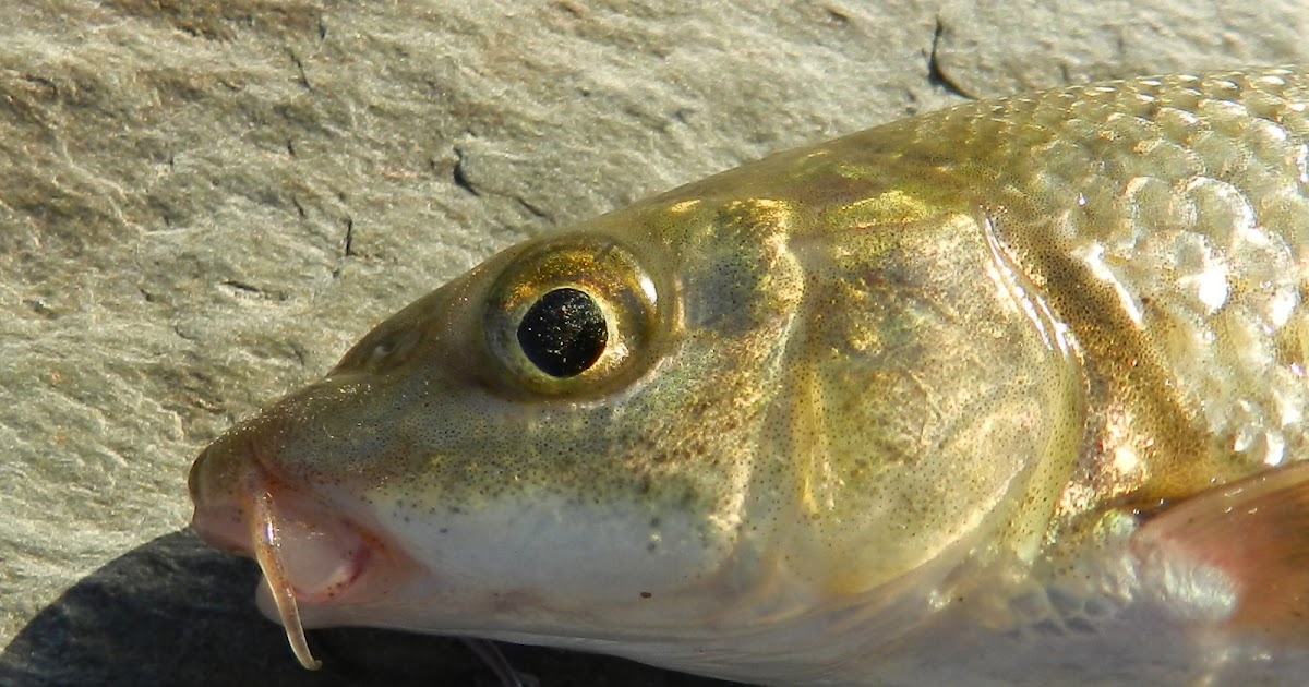 Recursos medioambientales: Barbo común (Barbus bocagei)