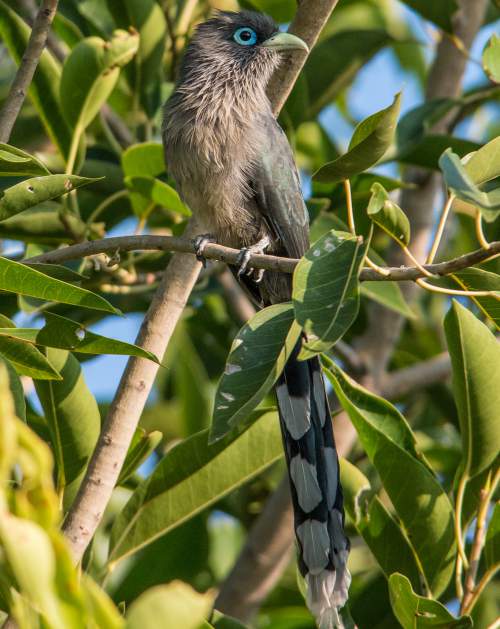 Blue-faced malkoha images | Birds of India | Bird World