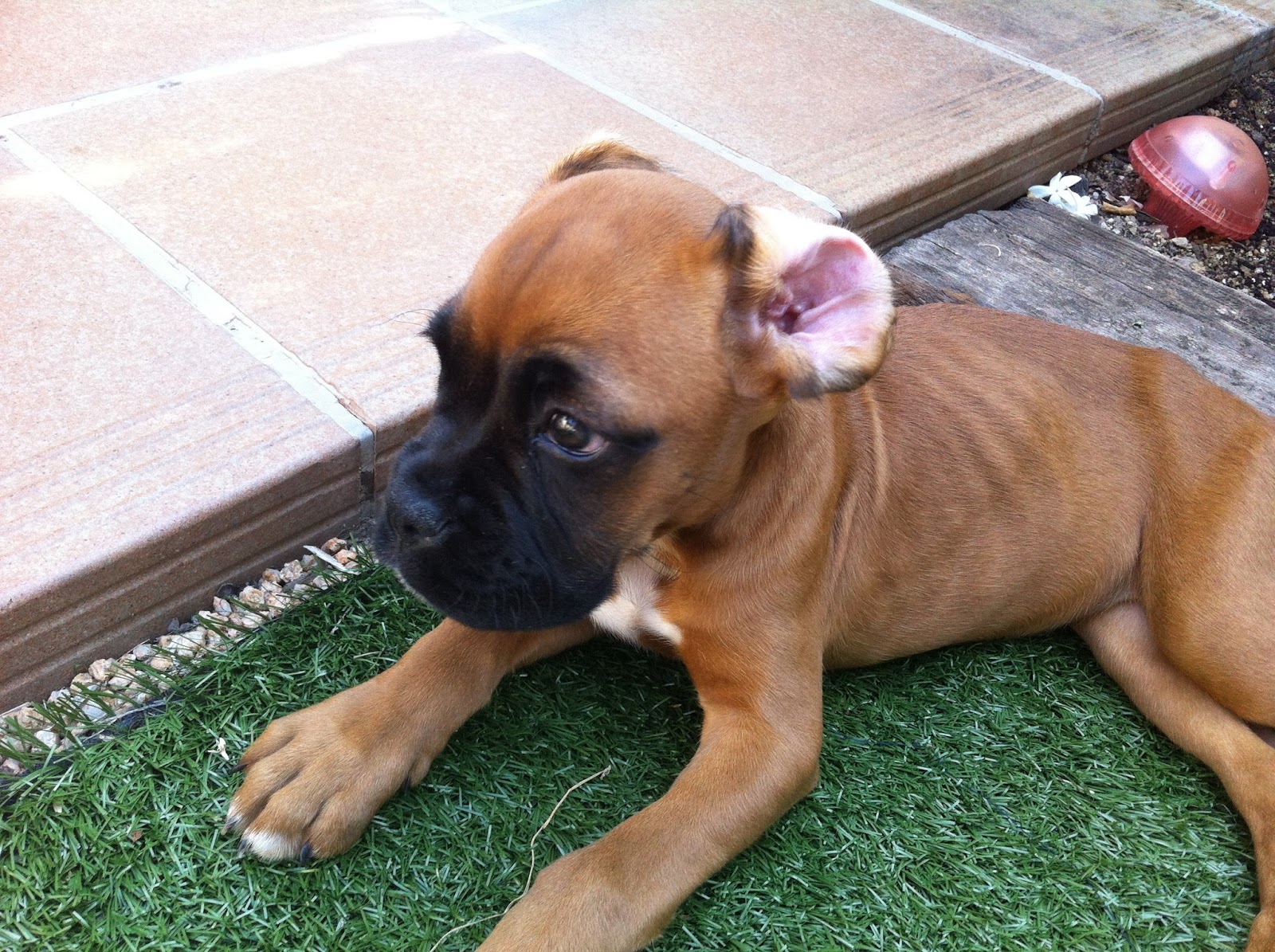 ANIMAL: El Bóxer (Perro)