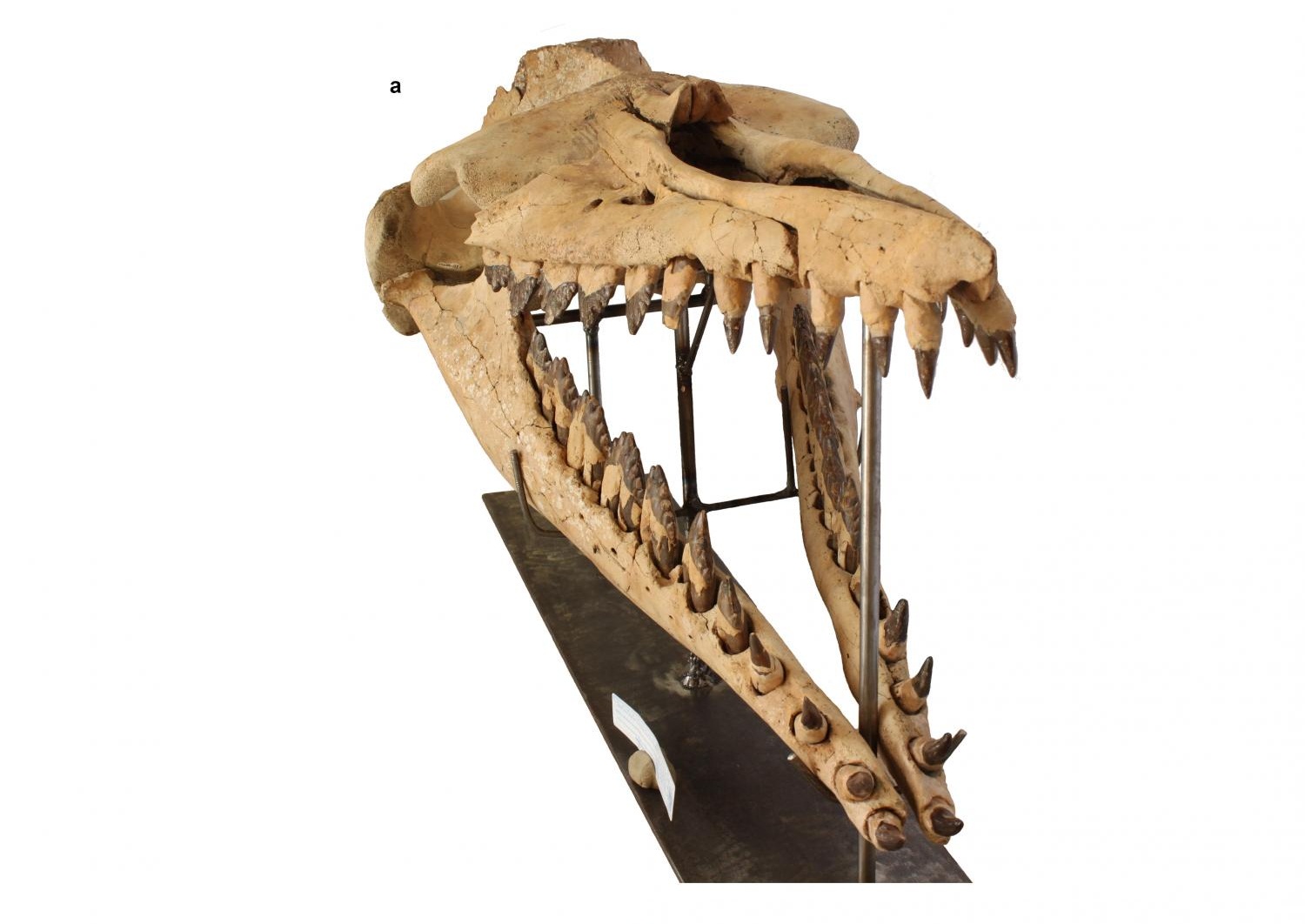 Species New to Science: [PaleoMammalogy • 2017] Coronodon havensteini ...