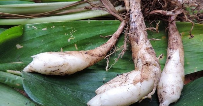 Conheça a Araruta - Uma Planta Que Faz Milagres na Sua Saúde - Saúde ...