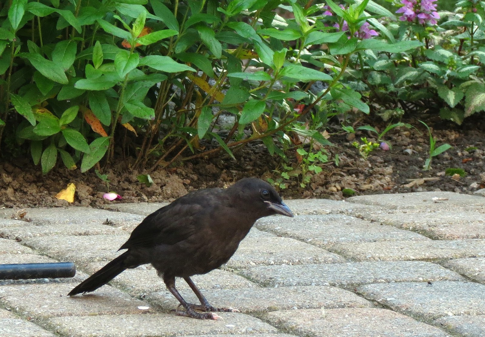 Young Birds in our Back Yard - Travels With Birds