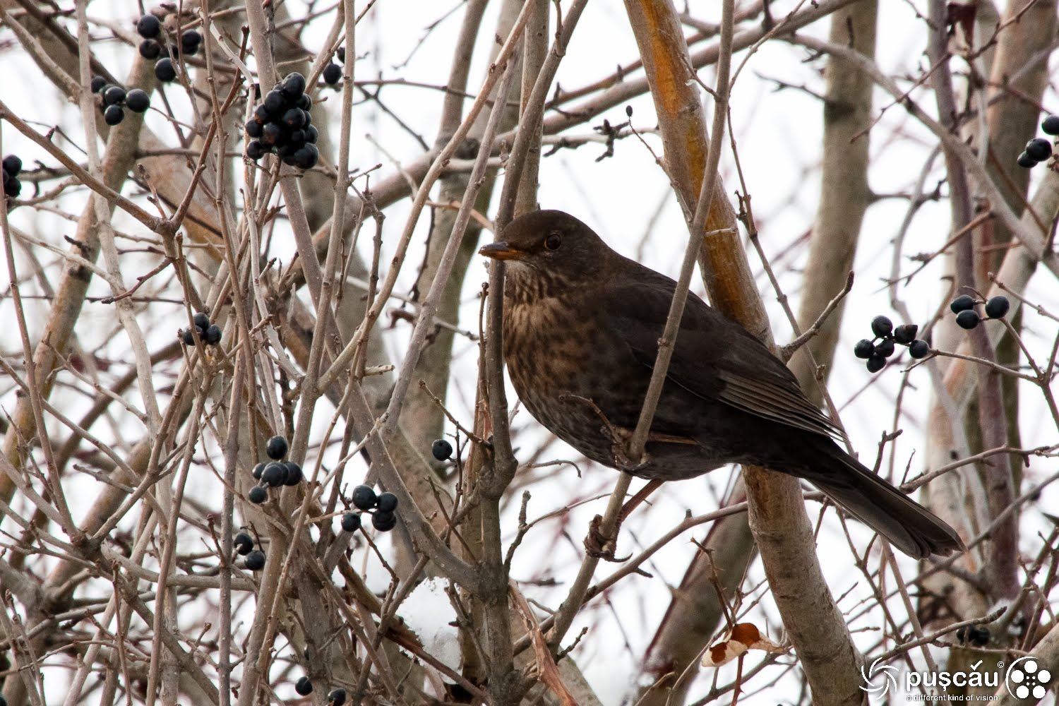 wildlife caras-severin: Mierla (Turdus merula )