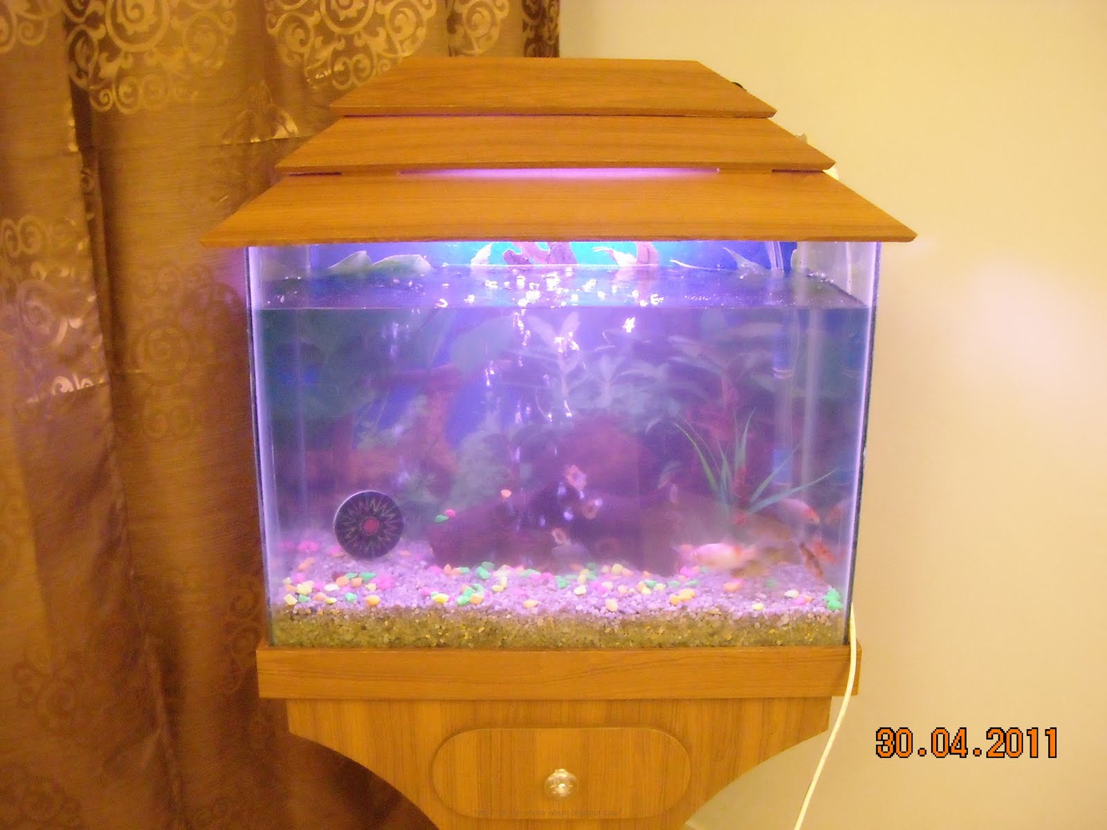 My Beautiful Picutre Album: Aquarium at a house