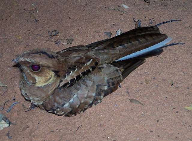 Bellas Aves de El Salvador: Nyctidromus albicollis (pocuyo, tapacaminos ...