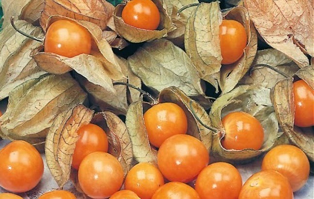 HOW TO GROW CAPE GOOSEBERRY FROM SEED - Physalis peruviana |The Garden ...