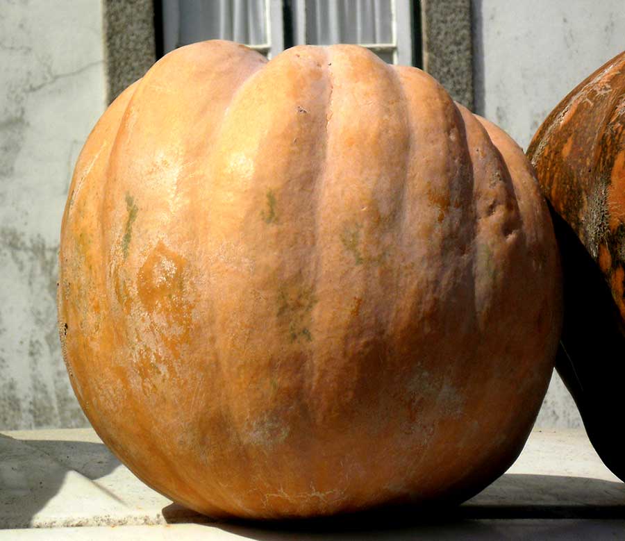 A abóbora é porqueira, mas o creme é real