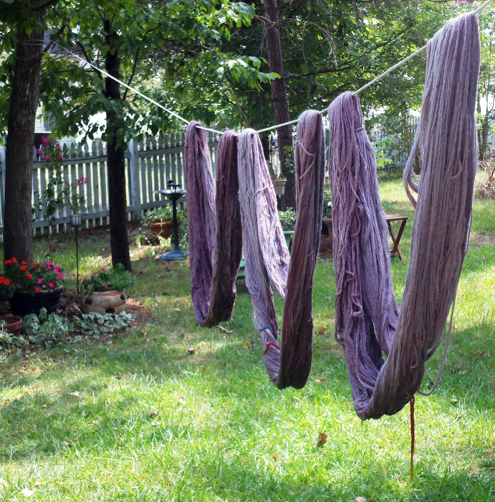 Dyeing for Blueberries