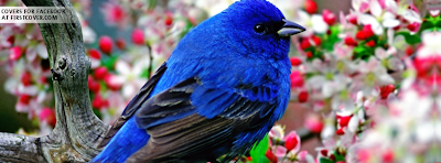 Facebook Covers Birds #7 | Facebook Covers | Timeline, cover, Photo