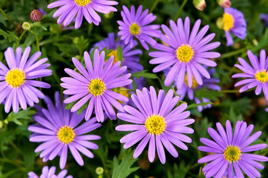 HOW TO GROW BRACHYSCOME |The Garden of Eaden