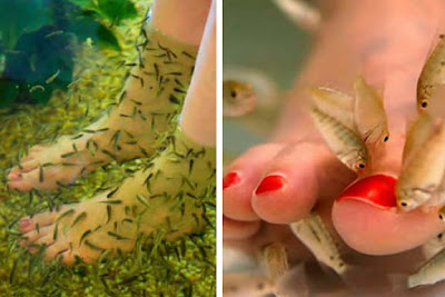 Aquatic Life, LLC: CDC Warns Against Fish Pedicures